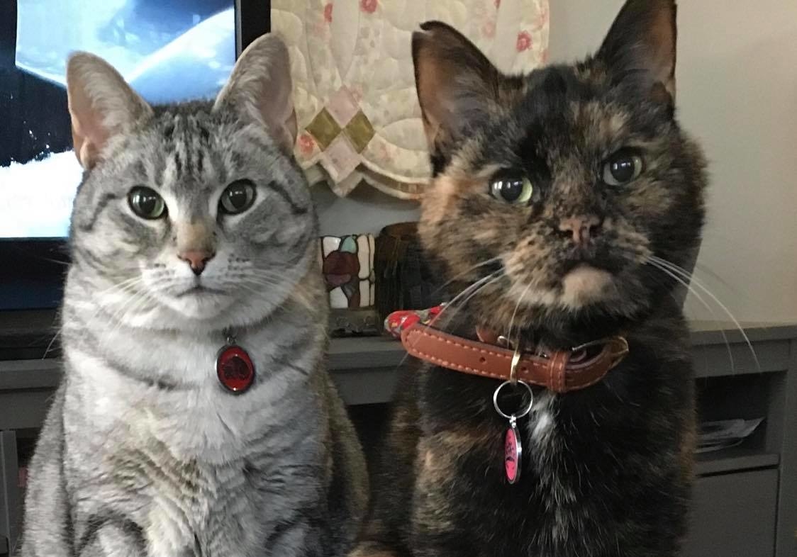 Five Things Cats Can Teach Us About Digital Marketing - 1909 DIGITAL